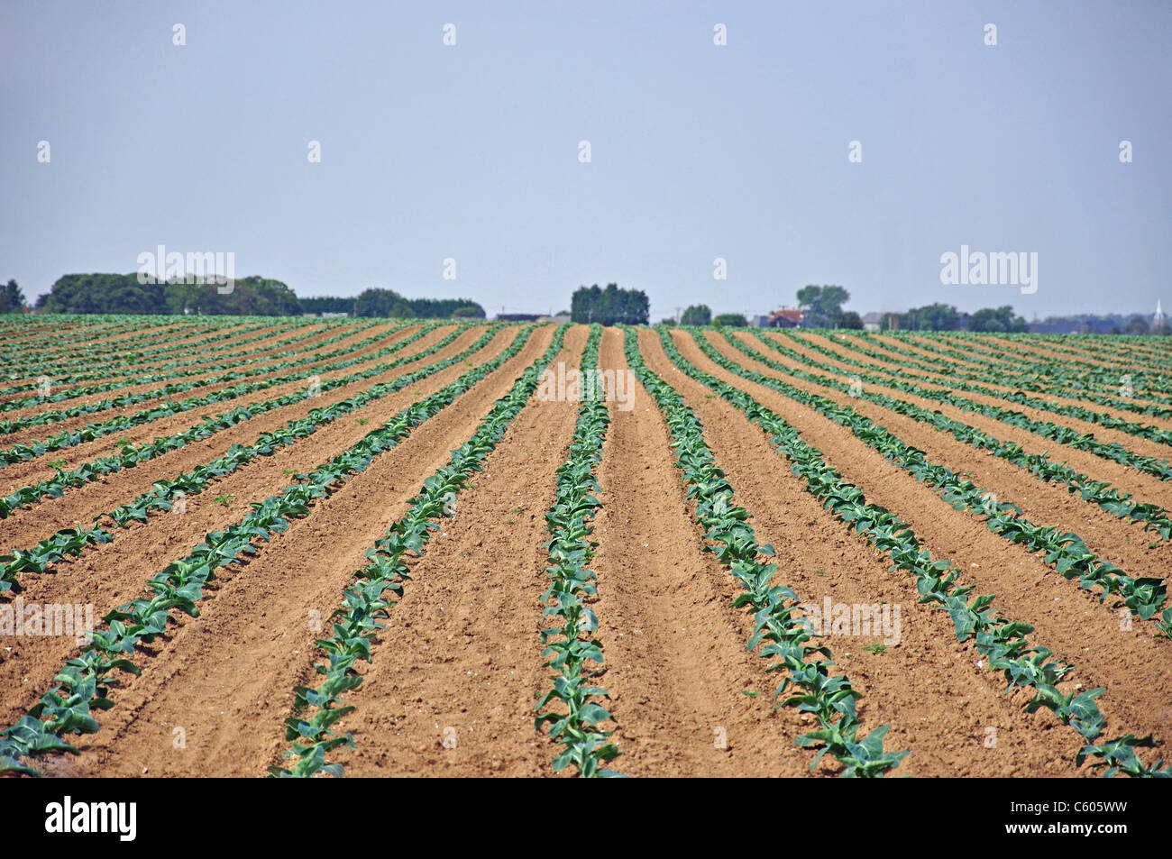 Growing vegetables uk hi-res stock photography and images - Alamy