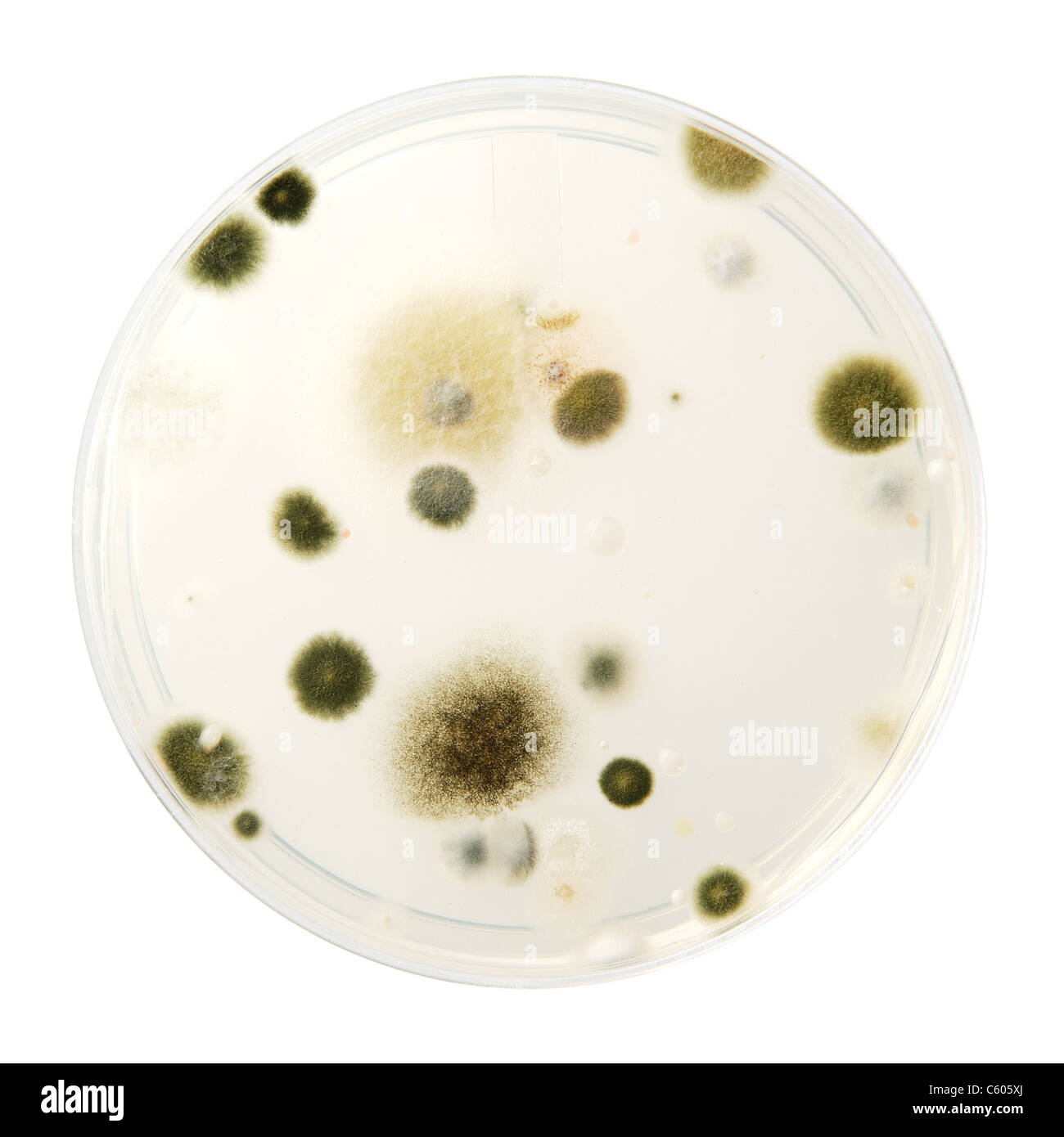 Mold growing Cut Out Stock Images & Pictures - Alamy