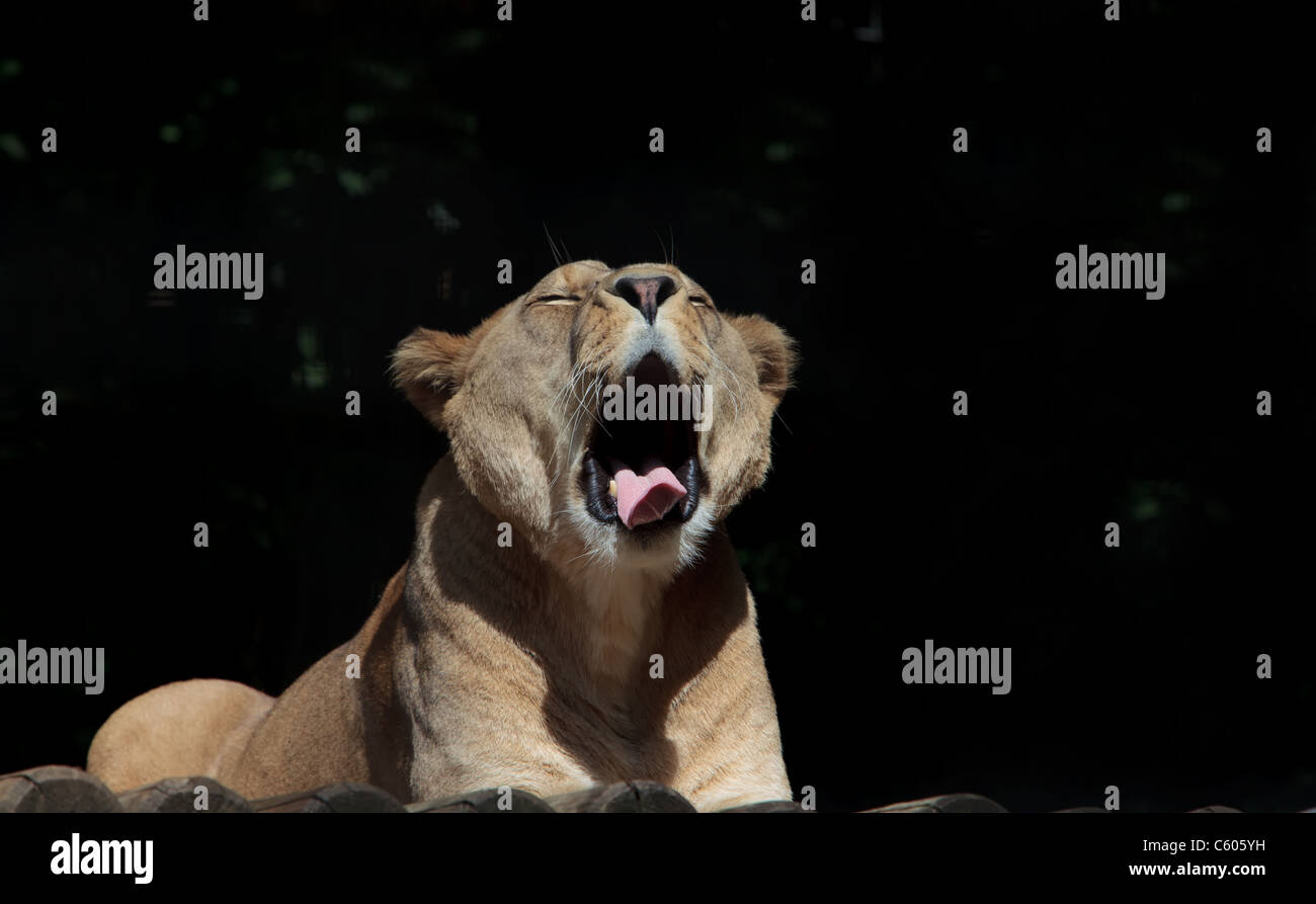 The Barbary or Atlas lion is the largest subspecies of lion. A male can ...