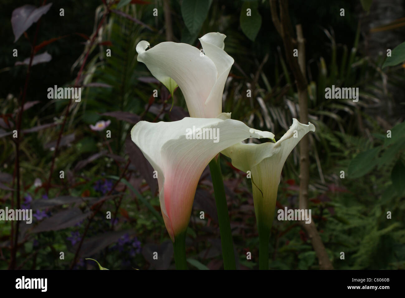 Zantedeschia aethiopica 'Pink mist' Stock Photo - Alamy