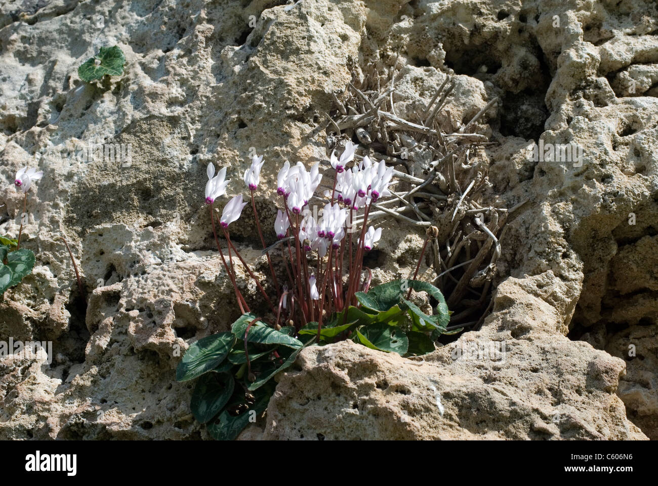 pale pink Cyclamen persicum growing on in its natural habitat on the ...