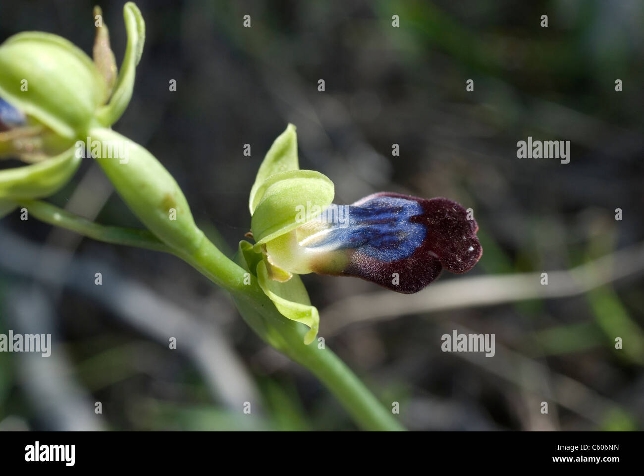 Ophrys genus hi-res stock photography and images - Alamy