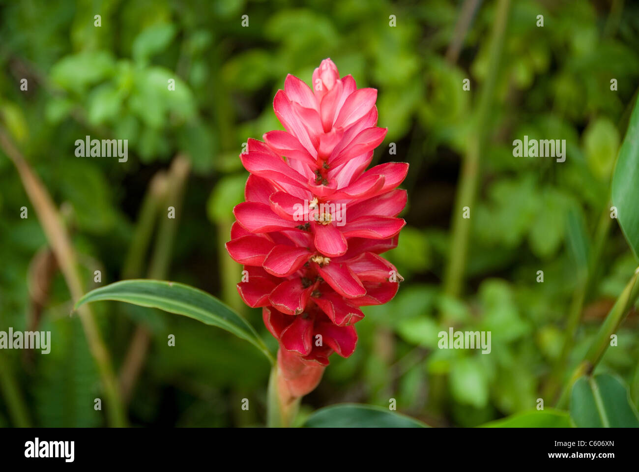Scarlet ginger hi-res stock photography and images - Alamy