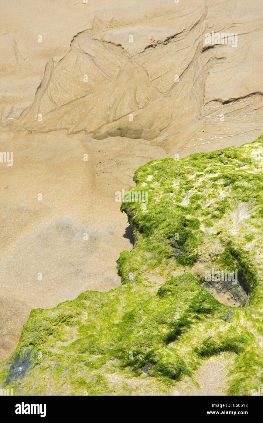 Algae Sculpture on beach Stock Photo - Alamy