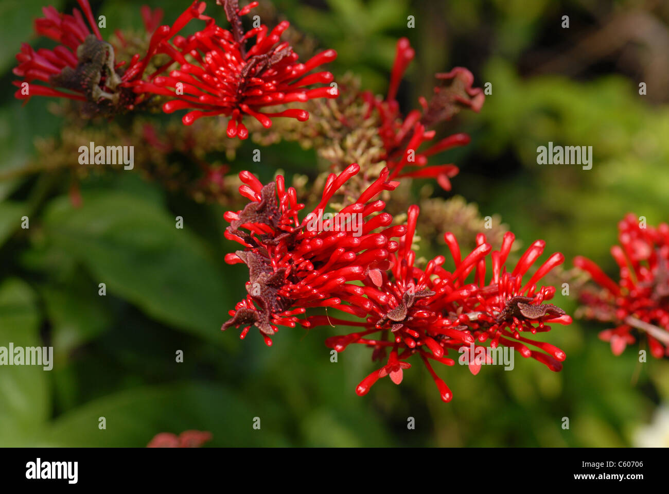 Caribbean flame tree red flowers hi-res stock photography and images ...