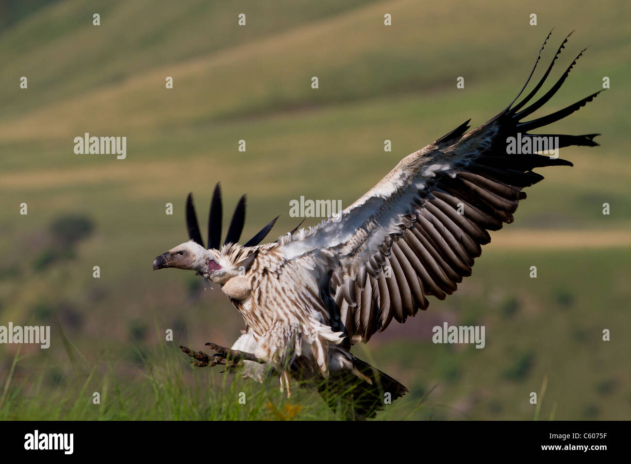 Vulture flying wild bird hi-res stock photography and images - Alamy