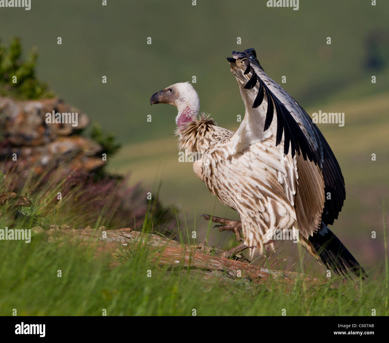 Vulture flying wild bird hi-res stock photography and images - Alamy