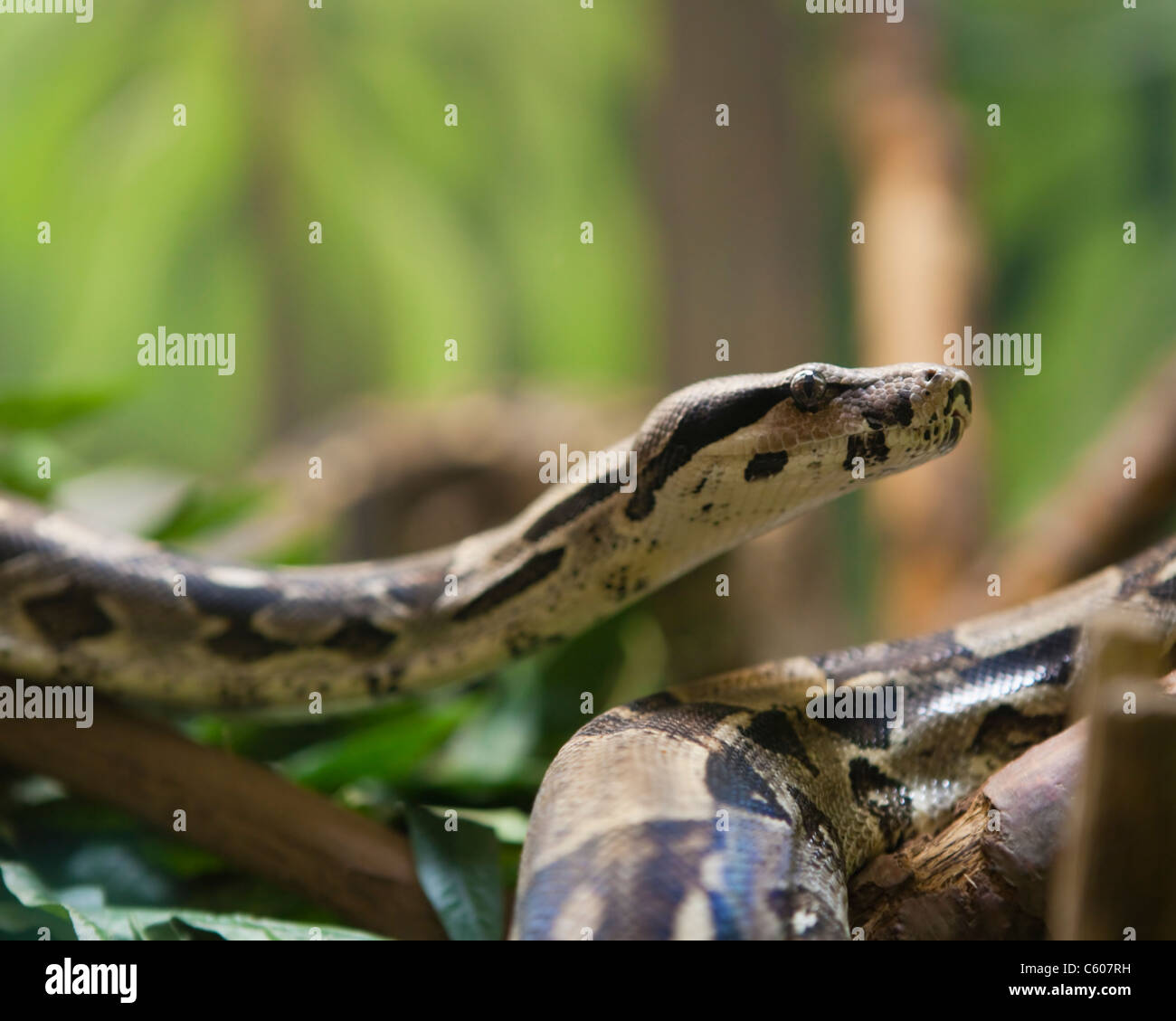 Constrictor snake hi-res stock photography and images - Alamy