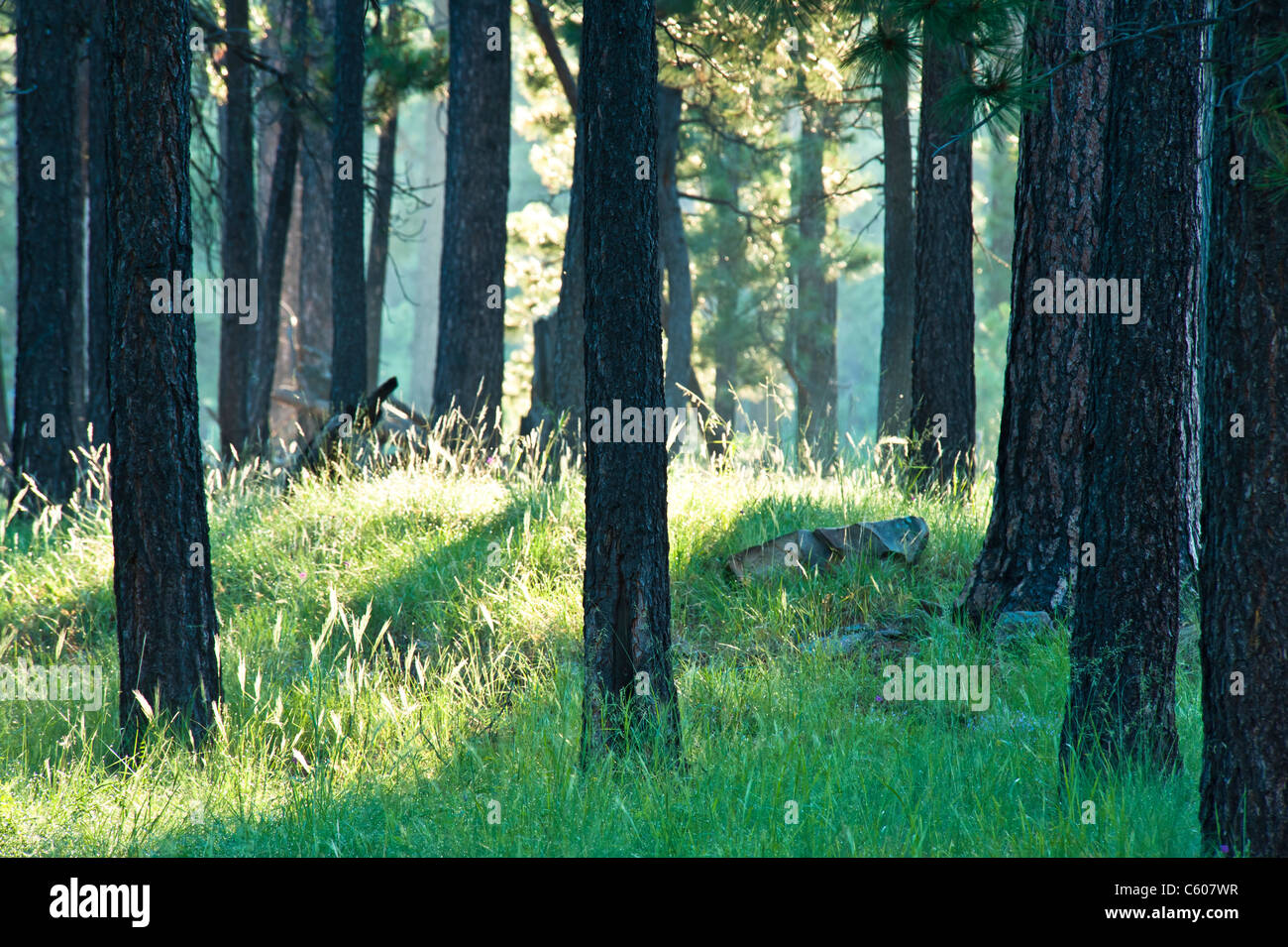 Ponderosa pine trees hi-res stock photography and images - Alamy
