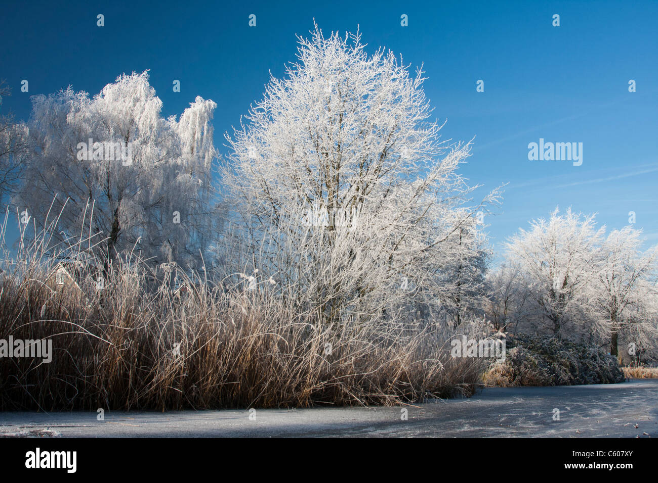 Cold winter with frozen lakes and canals, iced trees Stock Photo - Alamy