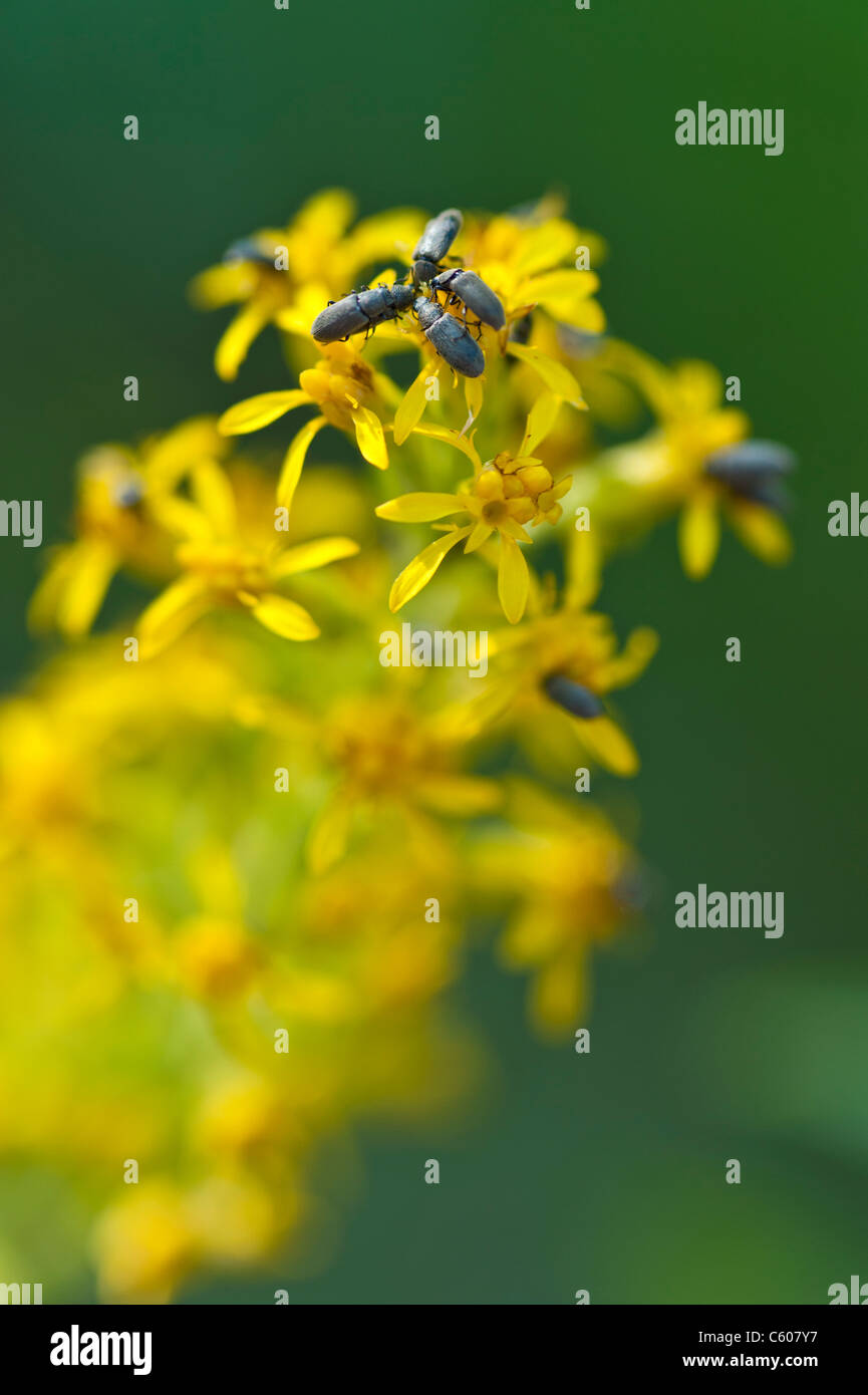 Turpentine Bush with Polycaon stoutil beetles Stock Photo - Alamy