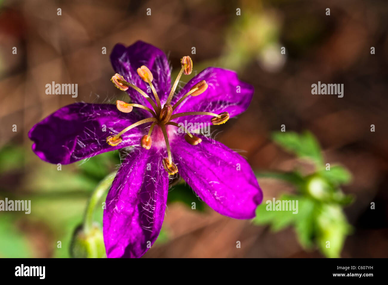 This native perennial plant is 1-2½' tall, consisting of a loose ...