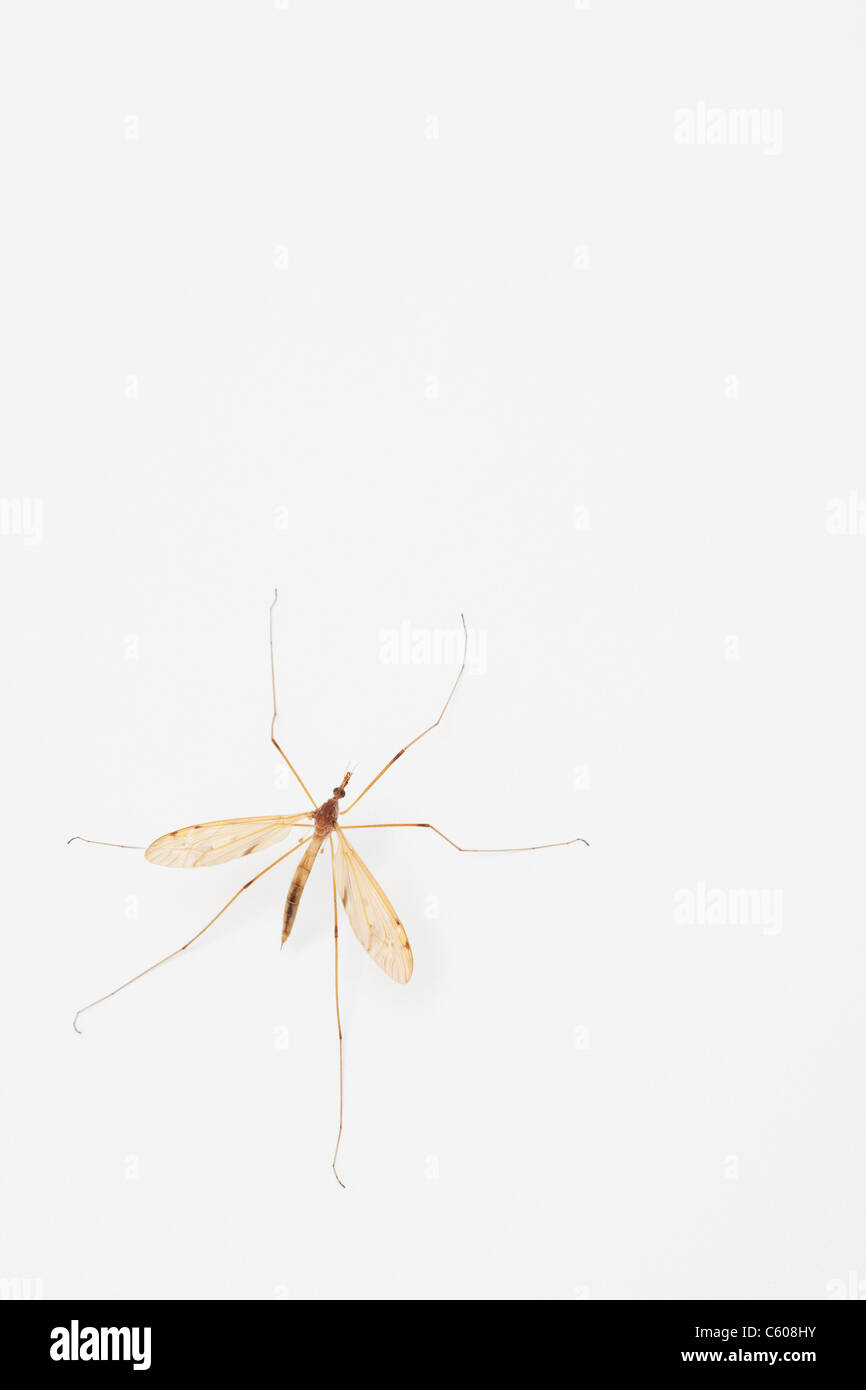 Crane fly hi-res stock photography and images - Alamy
