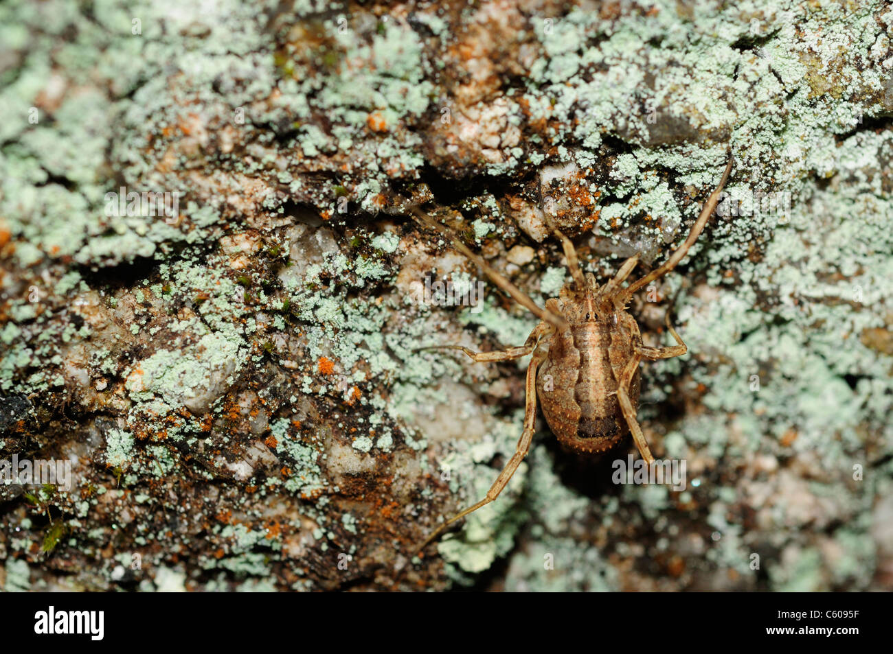 Harvestman Stock Photos & Harvestman Stock Images - Alamy