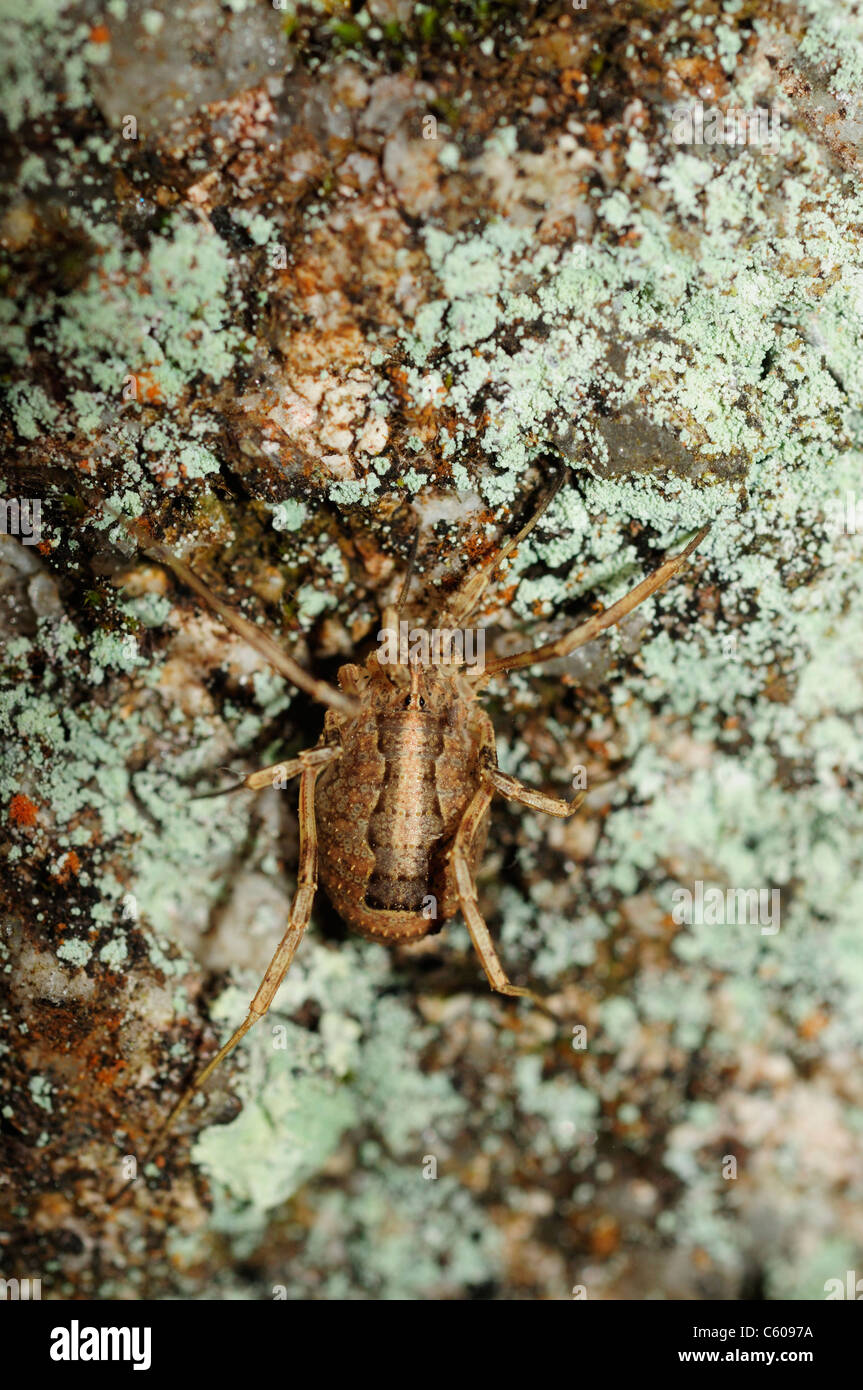 Harvestman High Resolution Stock Photography and Images - Alamy