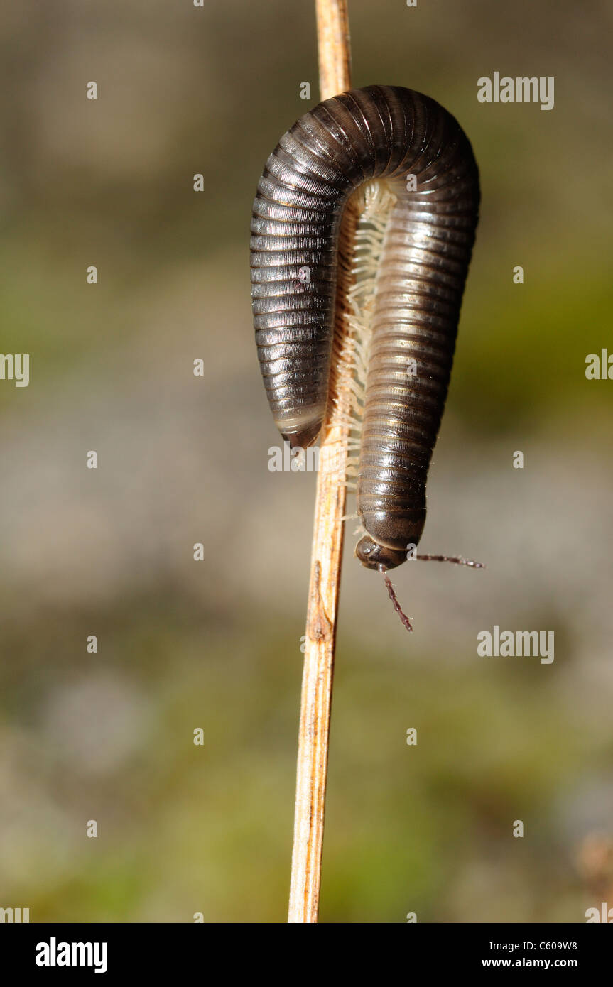 White-legged Snake Millipede or Black Millipede (Tachypodoiulus niger ...