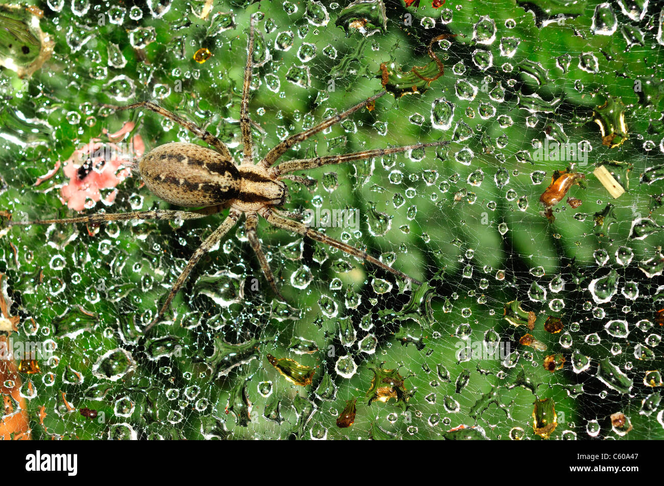 Labyrinth spider agelena labyrinthica hi-res stock photography and ...