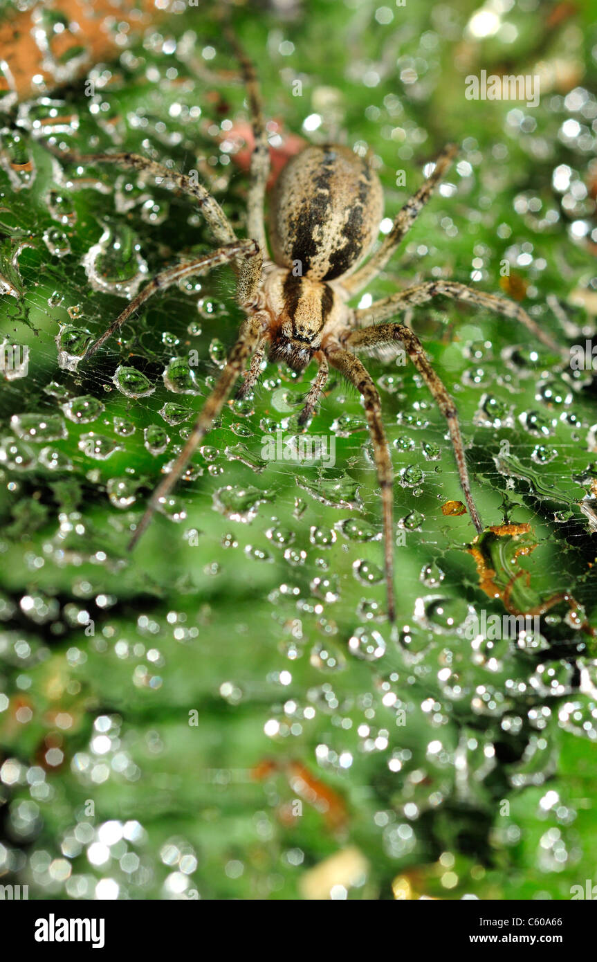 Labyrinth Spider Agelena Labyrinthica High Resolution Stock Photography ...