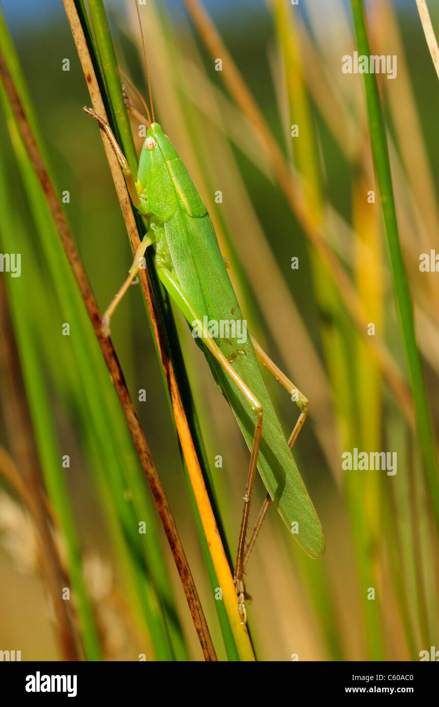 Ruspolia nitidula hi-res stock photography and images - Alamy