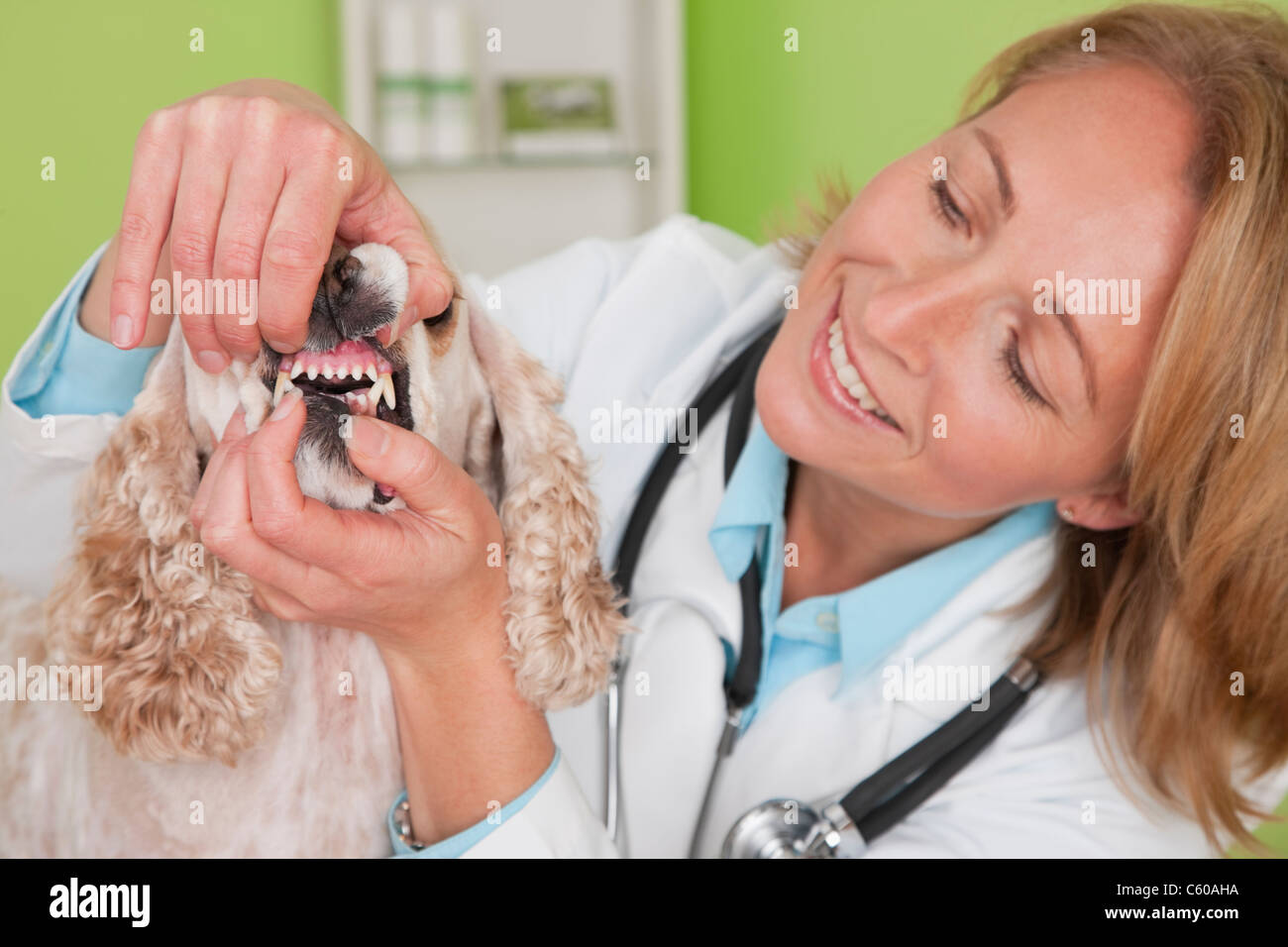 USA, Illinois, Metamora, Veterinarian checking Cocker Spaniel dog's ...
