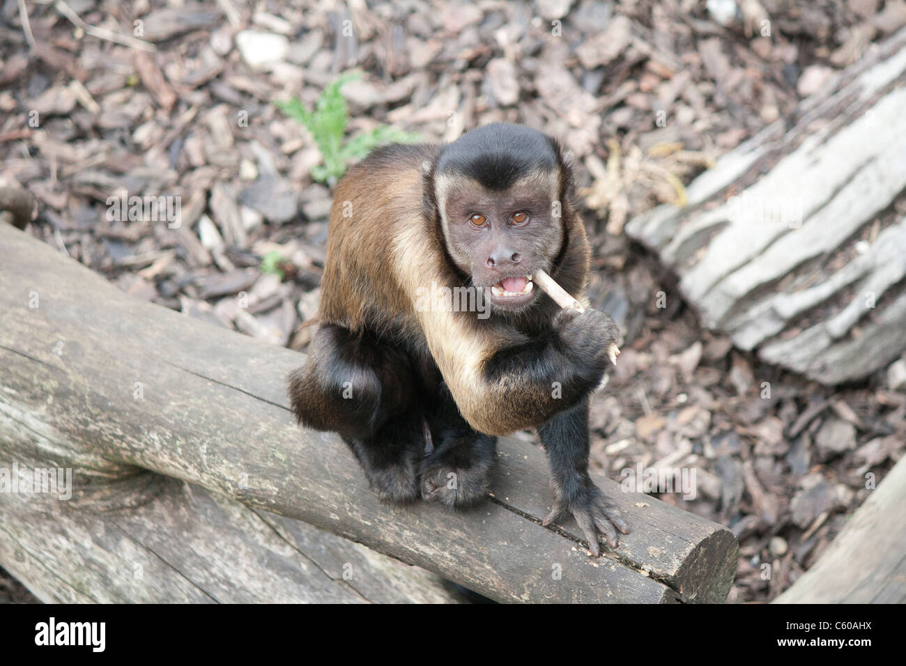 Tufted capuchin (brown capuchin/black-capped capuchin/Cebus apella ...