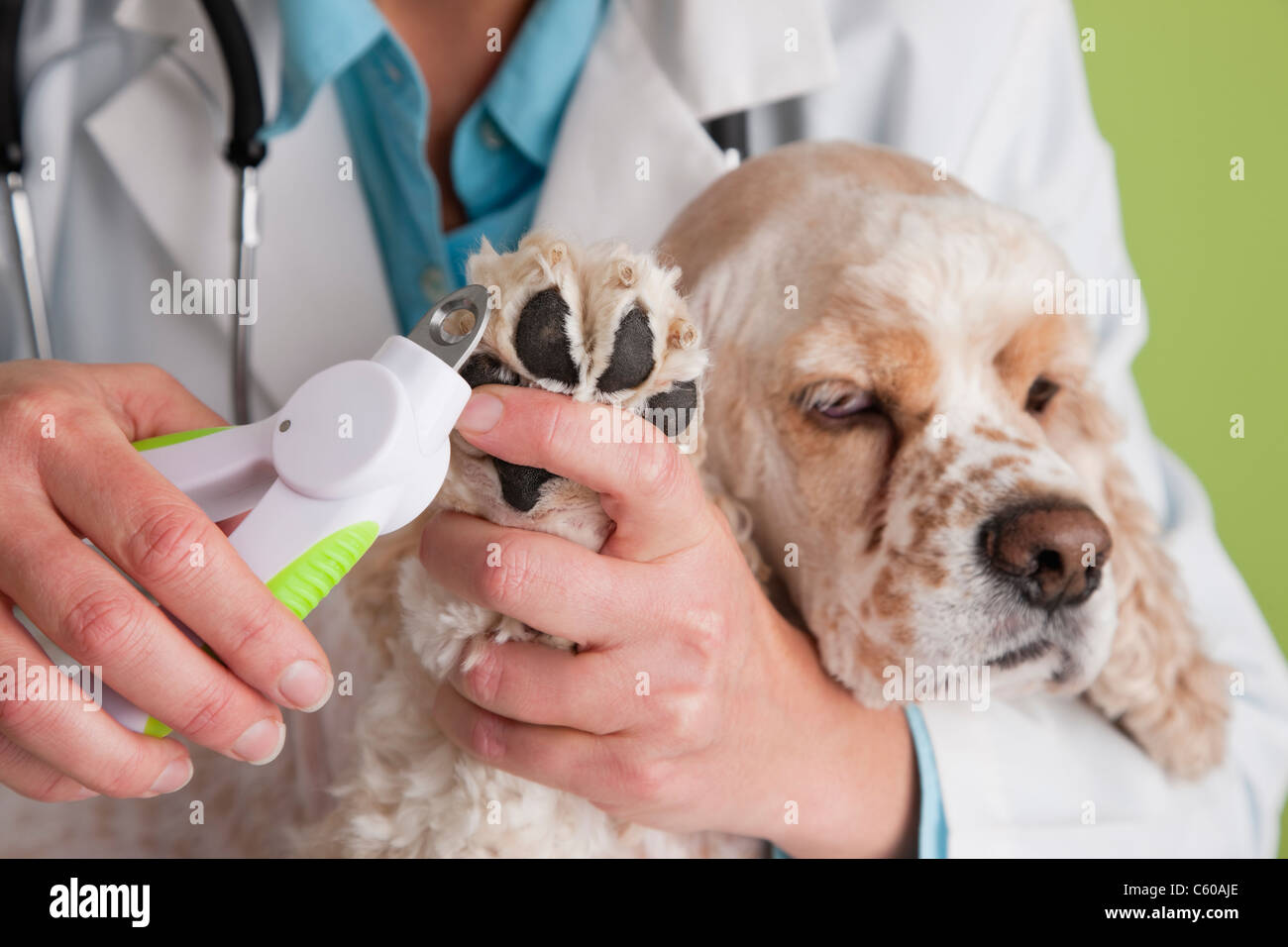 USA, Illinois, Metamora, Veterinarian trimming Cocker Spaniel dog's ...