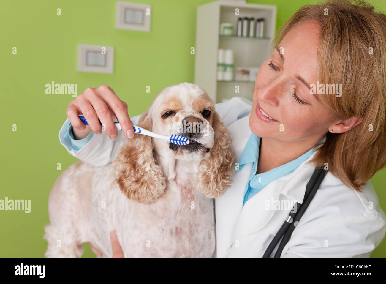 Cocker Spaniel Teeth High Resolution Stock Photography and Images - Alamy