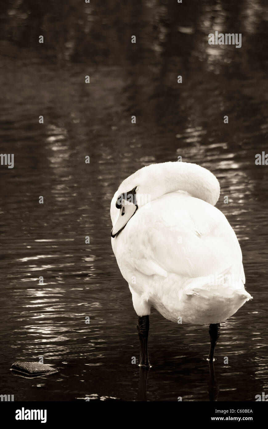 White swan lying on hi-res stock photography and images - Alamy