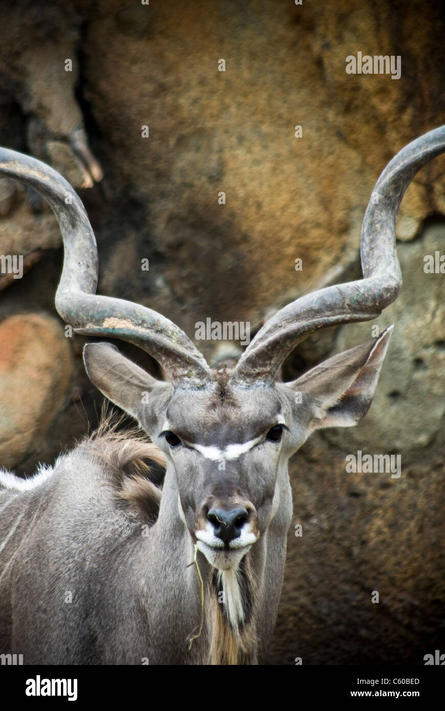 Male Kudu Portrait Stock Photo - Alamy