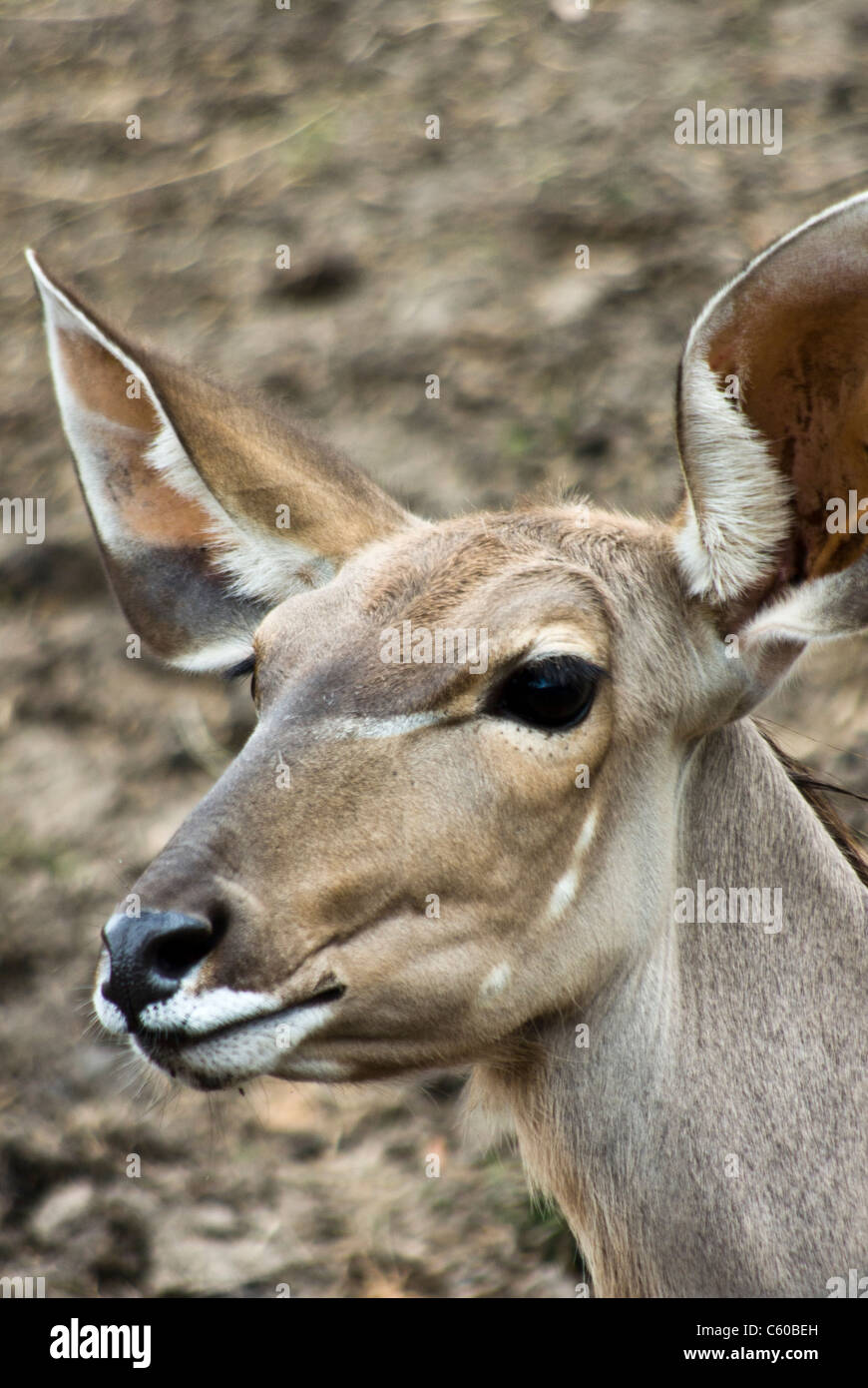 African kudu hi-res stock photography and images - Alamy