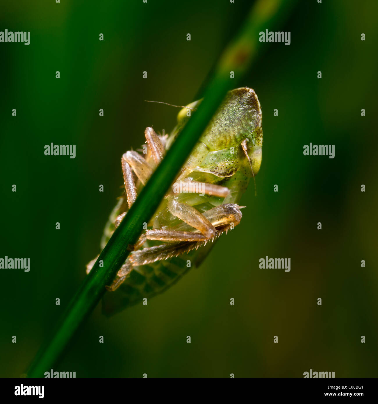 Leafhopper (family Cicadellidae) on a blade of grass Stock Photo - Alamy