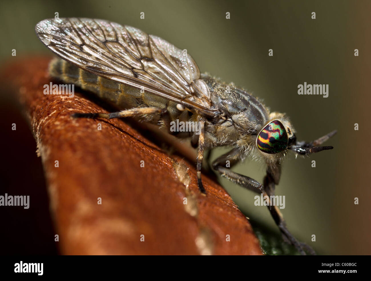 Clegg Fly High Resolution Stock Photography and Images - Alamy