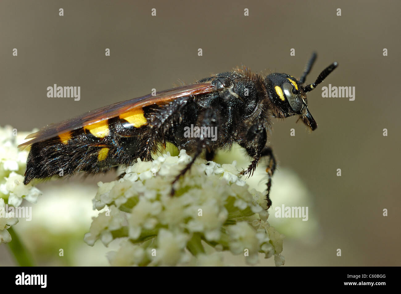 Female Mammoth Wasp (Colpa sexmaculata Stock Photo - Alamy