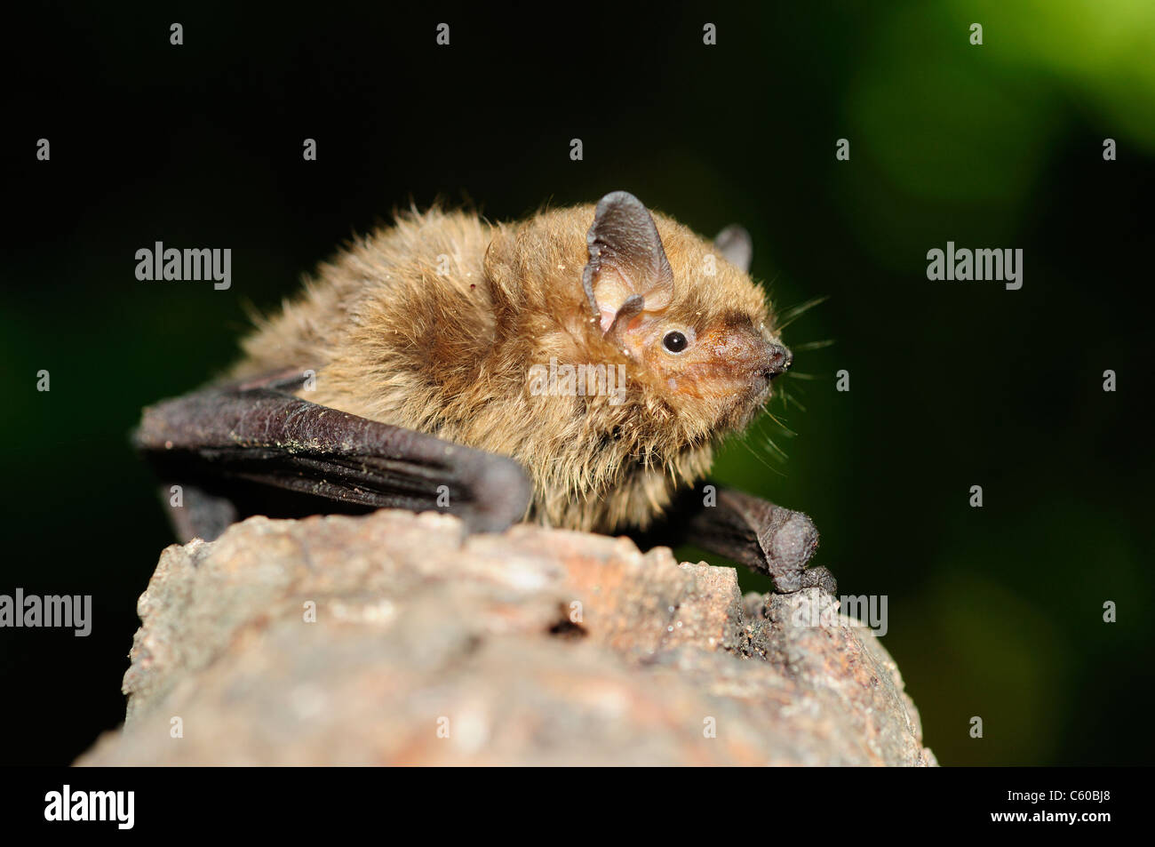 Serotine bat (Eptesicus serotinus Stock Photo - Alamy