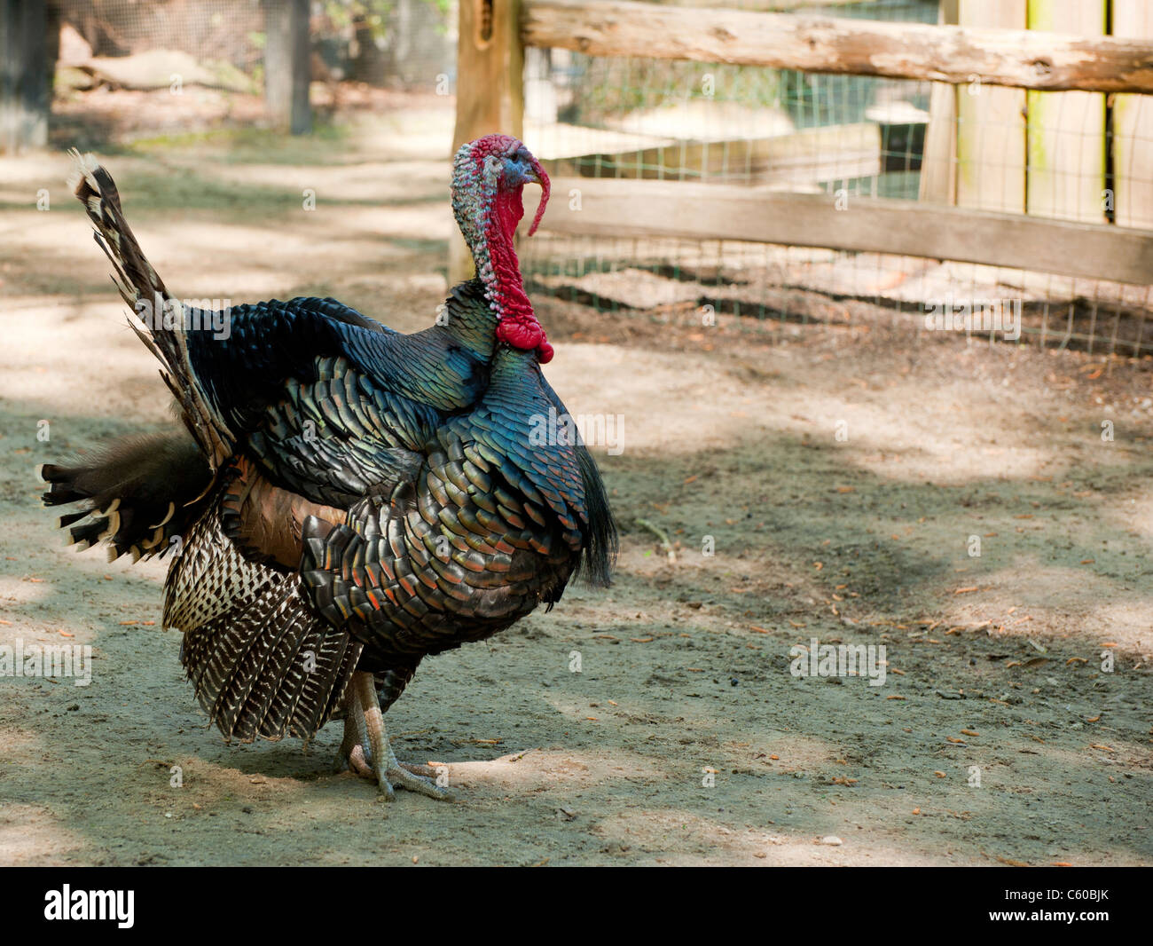 Bronze turkey bird hi-res stock photography and images - Alamy