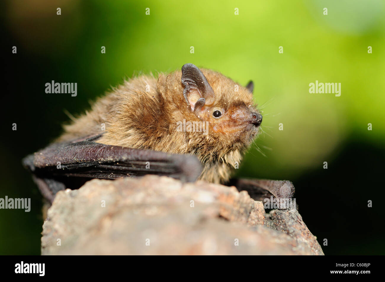 Serotine bat (Eptesicus serotinus Stock Photo - Alamy