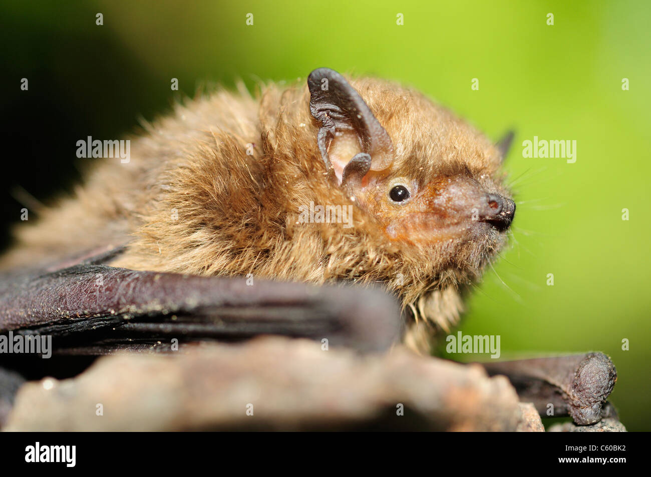 Serotine bat (Eptesicus serotinus Stock Photo - Alamy