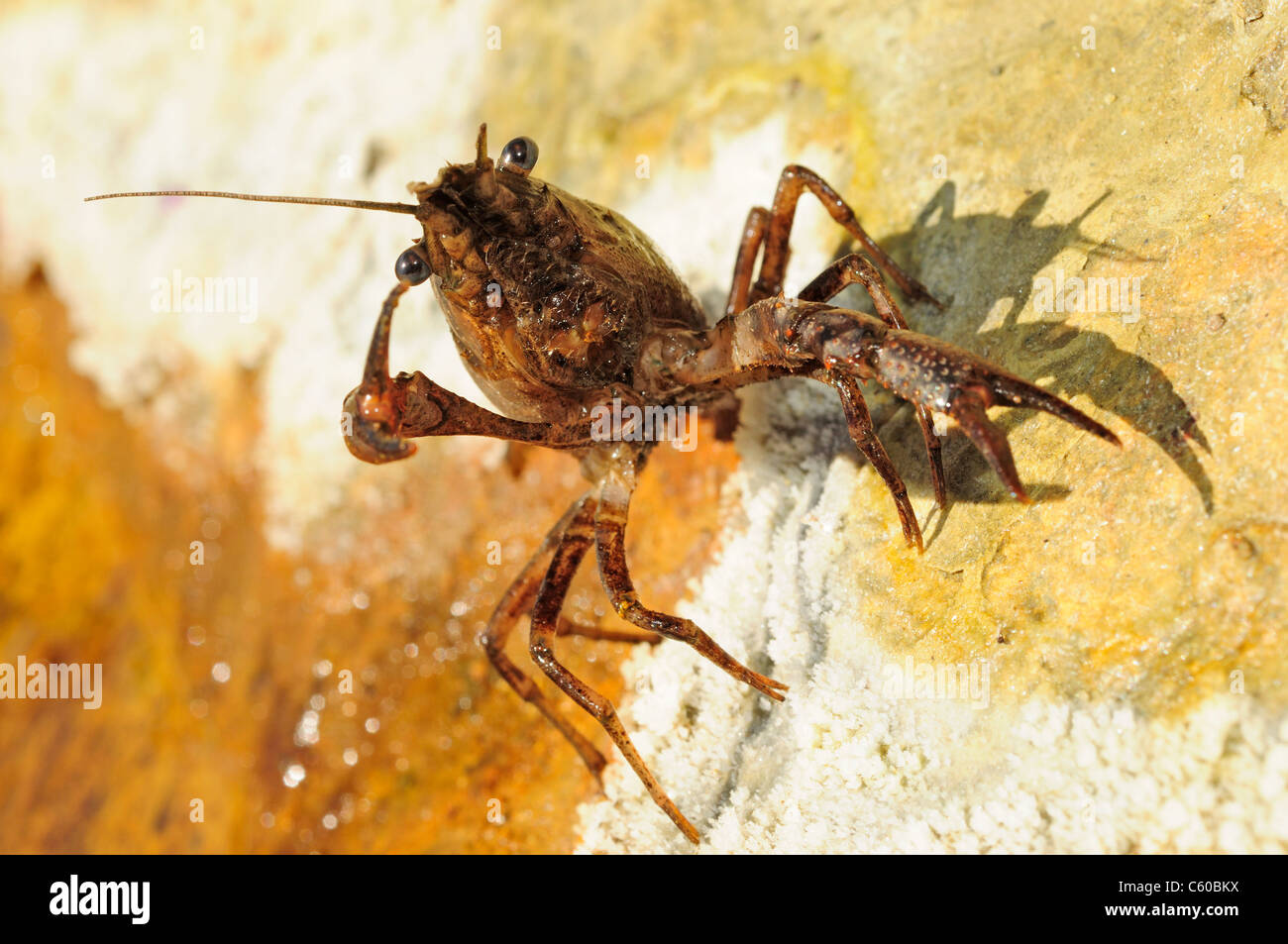 American Crawfish (Procambarus clarkii Stock Photo - Alamy
