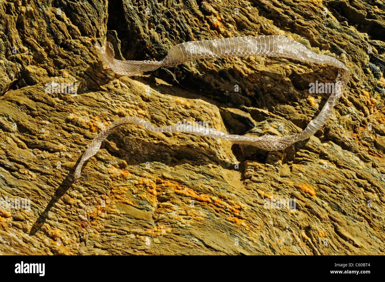 Snake shedding skin hi-res stock photography and images - Alamy