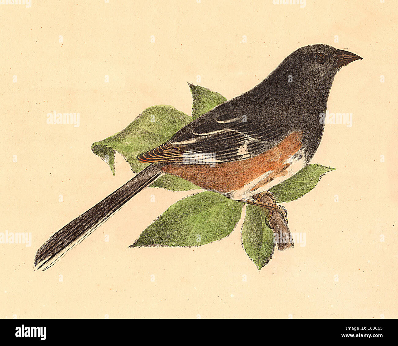 The Chewink, Eastern Towhee, Ground Robin, Rufous-sided Towhee (Pipilo ...