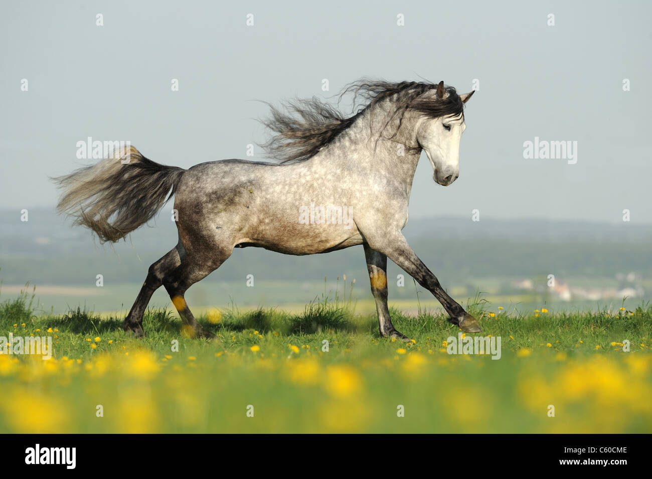 Gray race horse hi-res stock photography and images - Alamy