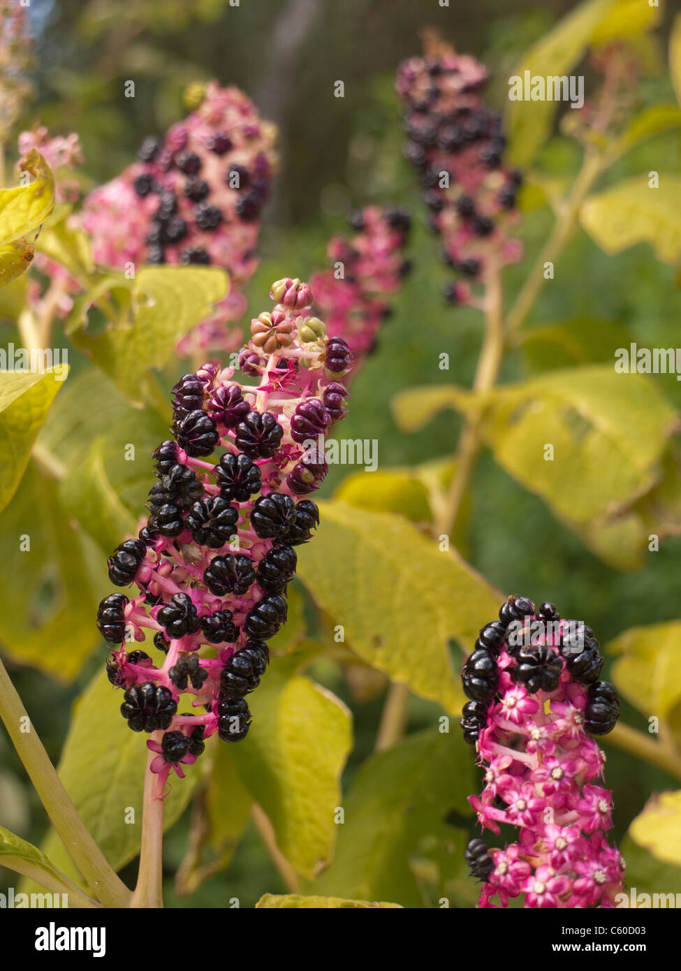 American poke root hi-res stock photography and images - Alamy