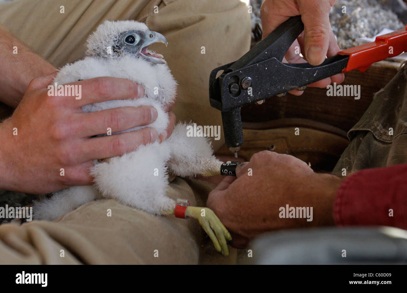Peregrine falcon banding Stock Photo - Alamy
