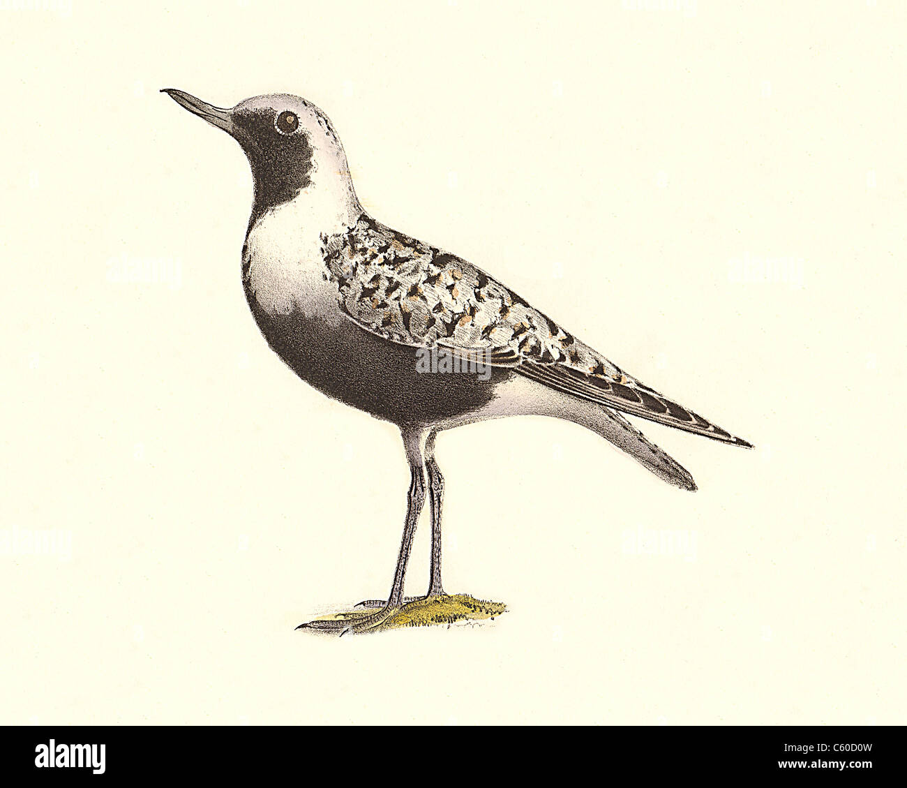 Grey plover drawing hi-res stock photography and images - Alamy