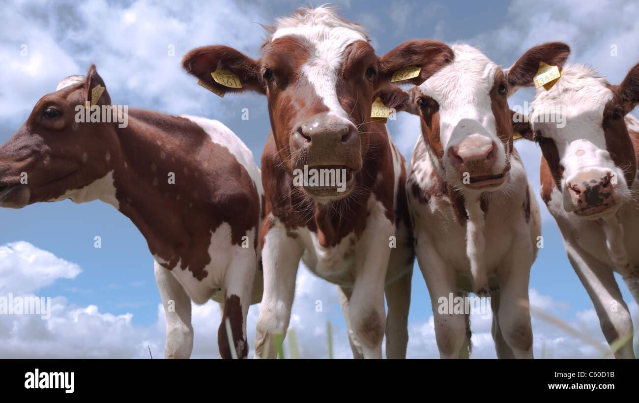 Four calves in a row looking into the camera against a blue sky with ...