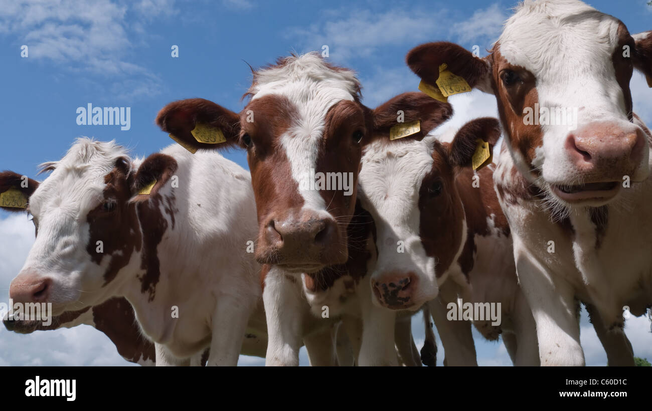 Four calves in a row looking into the camera against a blue sky with ...