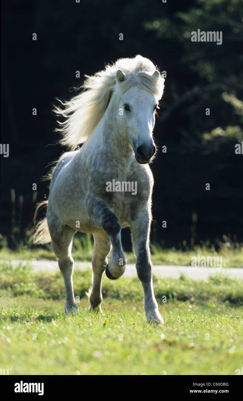 Gray stallion hi-res stock photography and images - Alamy