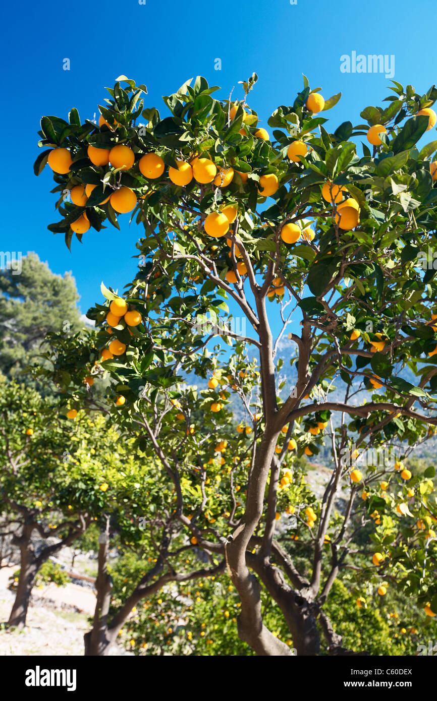 Orange trees, plantation, Majorca, Spain Stock Photo - Alamy