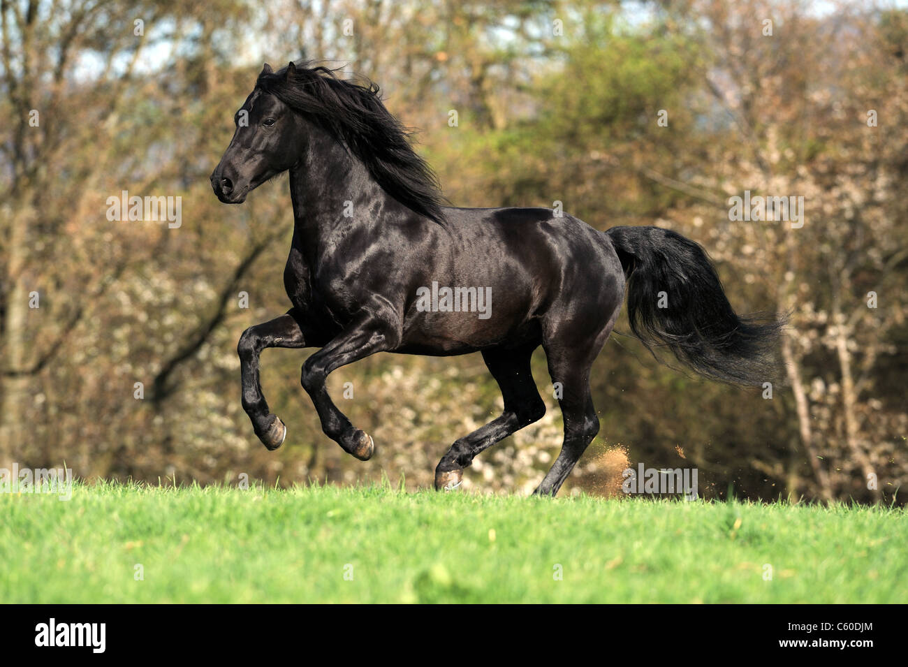 Morgan Horse (Equus ferus caballus). Black stallion in a gallop on a ...