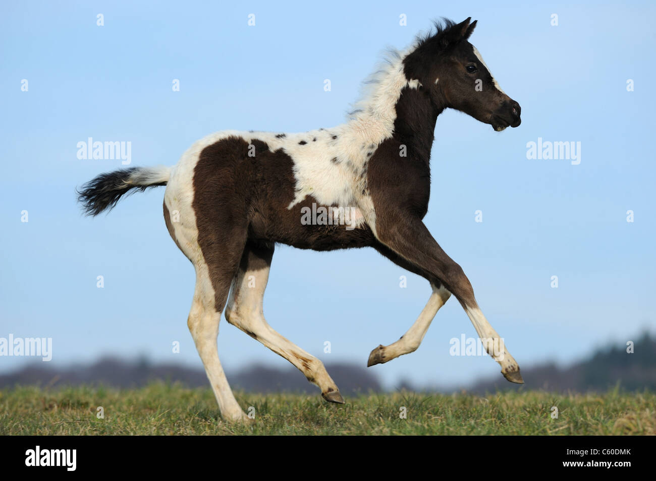 Brown and white paint horse hi-res stock photography and images - Alamy